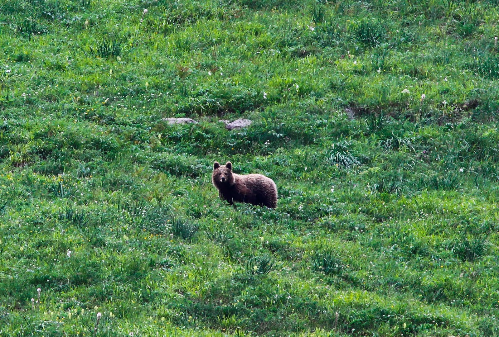 La Casa del Oso, en el Pirineo catalán - DeMediterràning.com